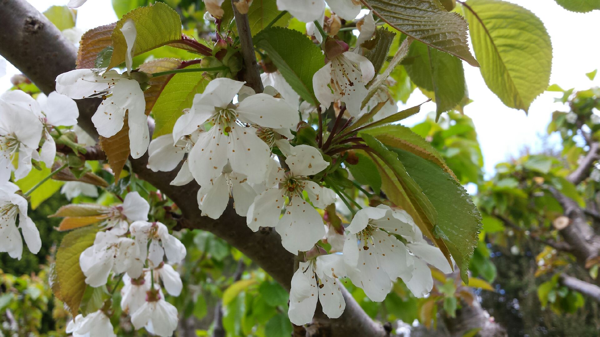 Cherry Blossom – the Flower Codes