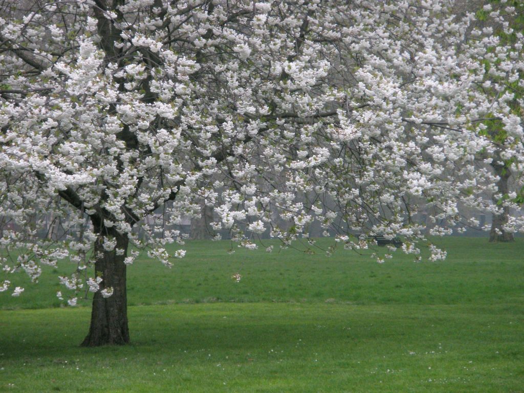Cherry Blossom – the Flower Codes